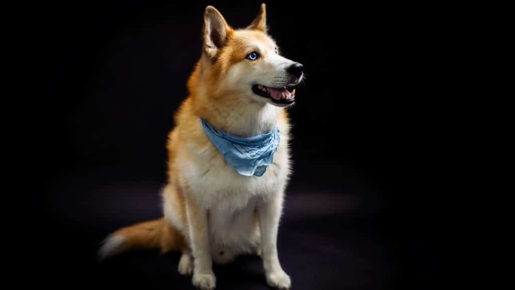 Pet Portrait Session | Urien Morgan Photography