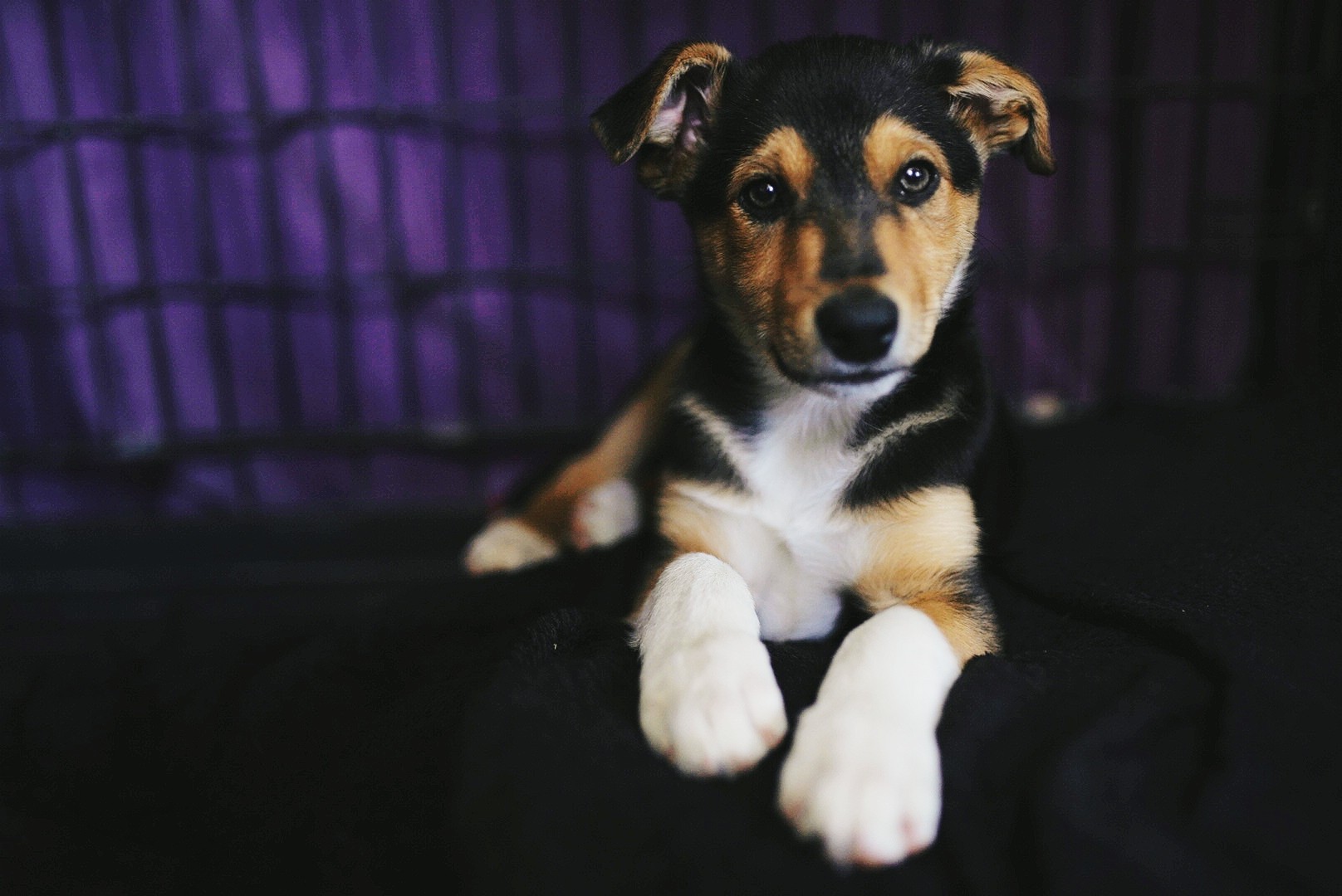 Pet Photography Studio | Urien Morgan Photography