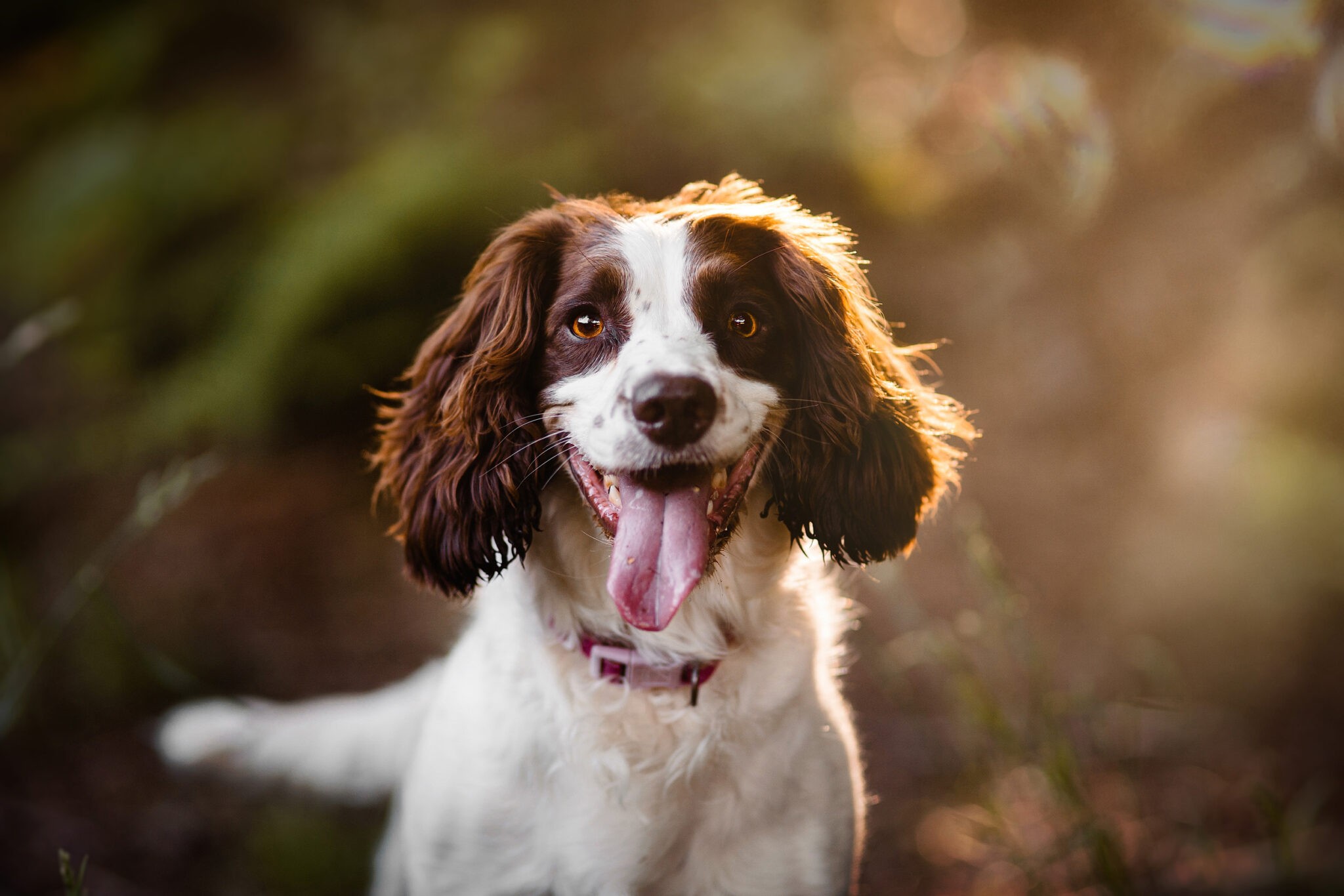 Pet Photography Outdoors | Urien Morgan Photography