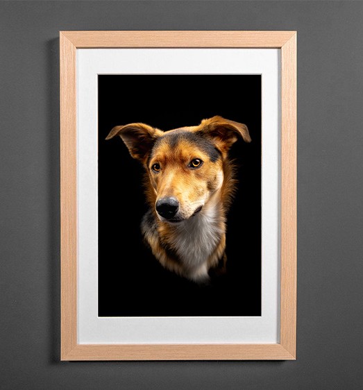 Pet Photography Studio | Urien Morgan Photography