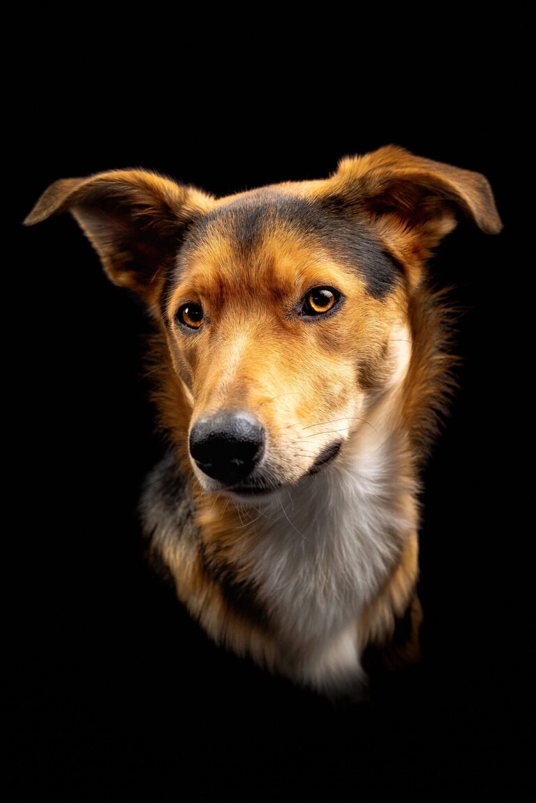 Pet Photography Studio | Urien Morgan Photography