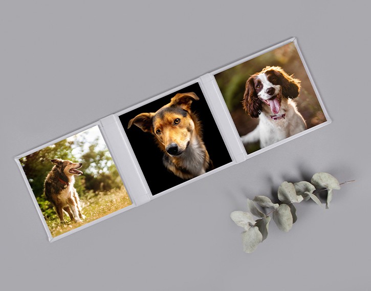 Pet Photography Outdoors | Urien Morgan Photography