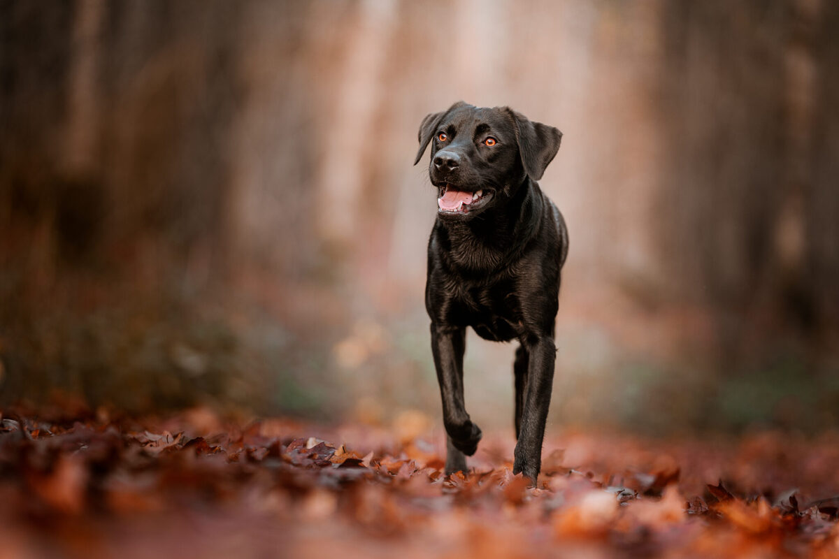 Pet Photography Outdoors | Urien Morgan Photography